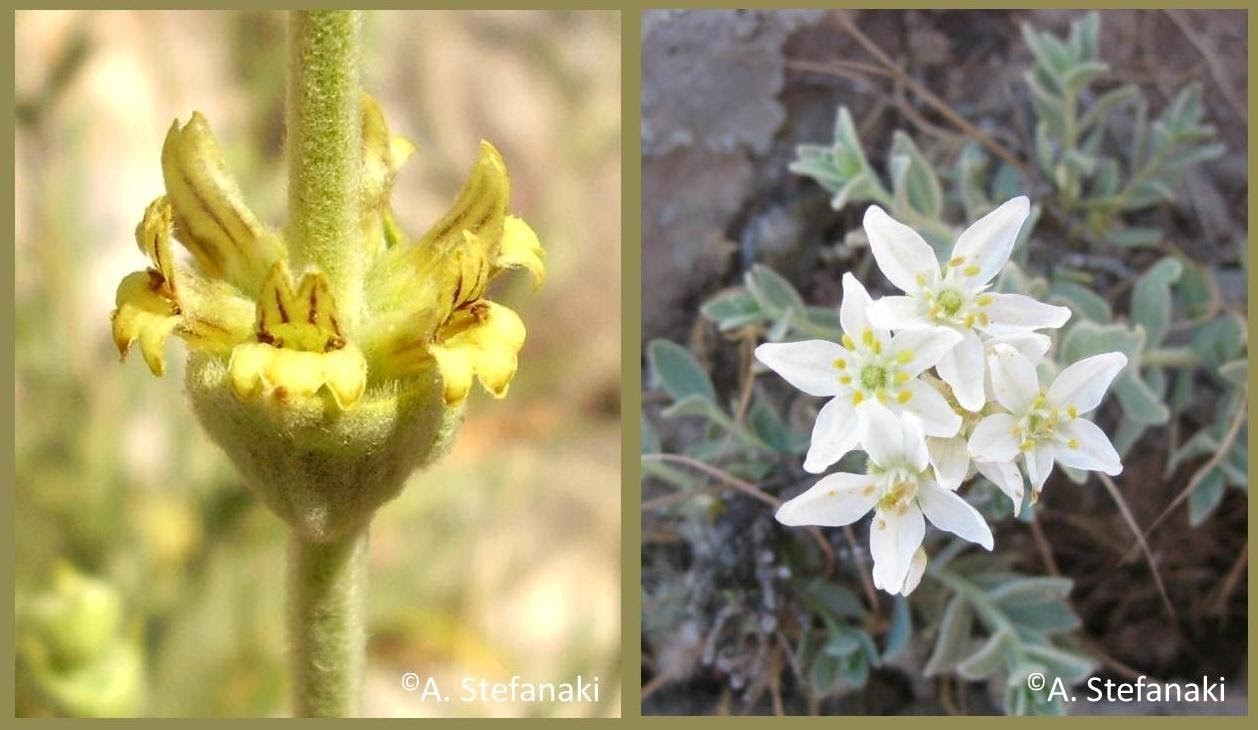 Dangerous Beauties: are complex flowers a fast-track to extinction?